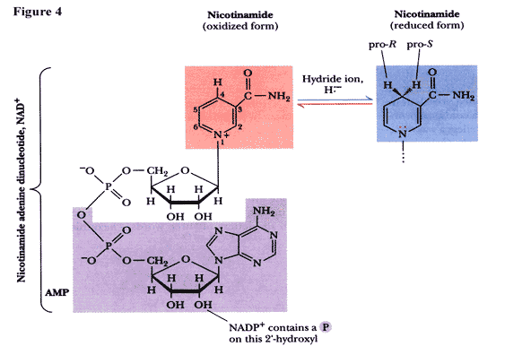 Electron transfer and the involvement of FAD and NAD in Lipoamide Dehydrogenase